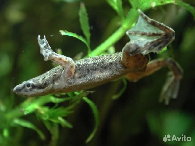 Лягушка карликовая