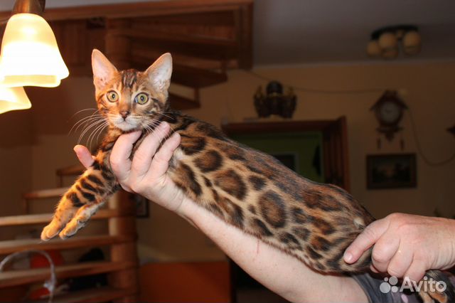 Бенгальские котята к Новому году