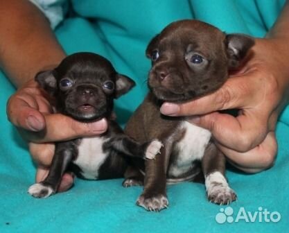 Чихуахуа крошка Эклерка