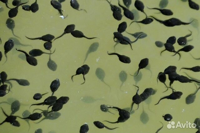 Головастики жабы Аги