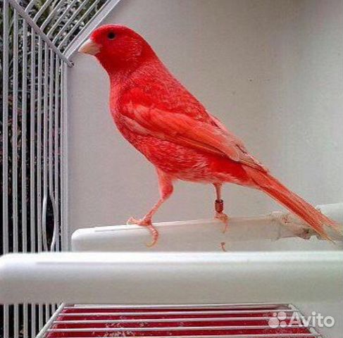 Канарейки самцы и самки. (55555)