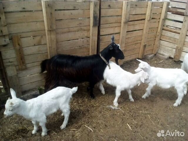 Козлики козочки заненские козел заненский