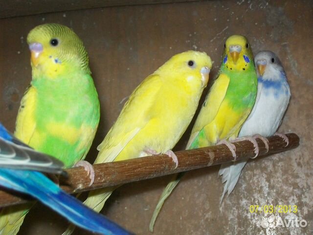 Волнистые попугаи