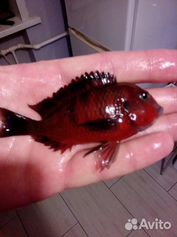 Трофеус Молиро. Анциструс Золотой