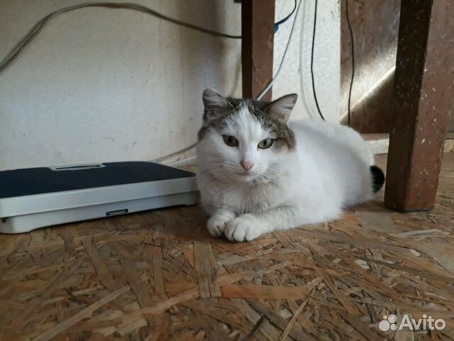 Кошка Закира башкирская элитная