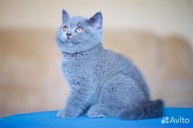 Британский котик Симоша