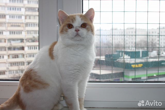 Шотландский ласкун в добрые руки