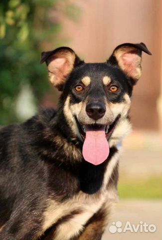 Шая-молодая дружелюбная собака в добрые руки