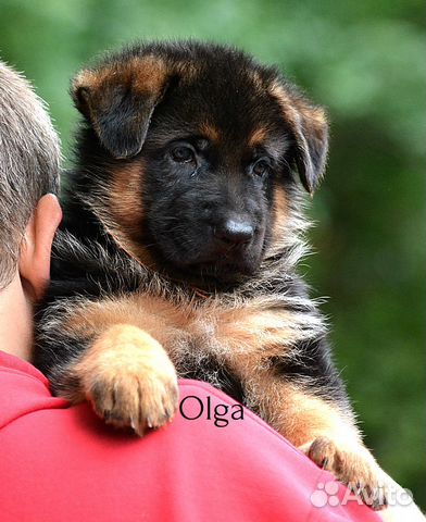 Достойные щенки немецкой овчарки