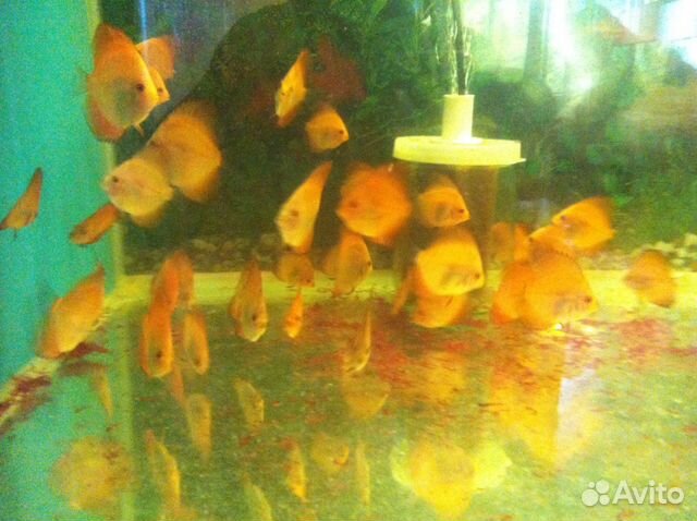 Дискусы./ 4 мальборо, 2 туркиса/ молодь