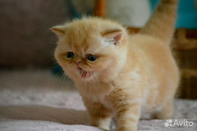 Экзот мраморенок