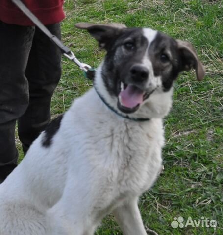 Неунывающий и дружелюбный Спэш ищет дом