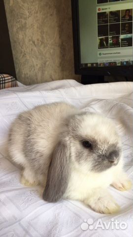 Карликовые вислоухий крольчонок сиамский голубой