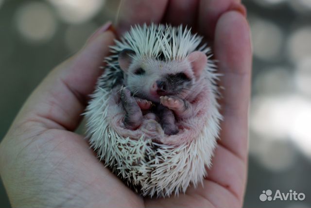 Африканские карликовые ежата из питомника Караван