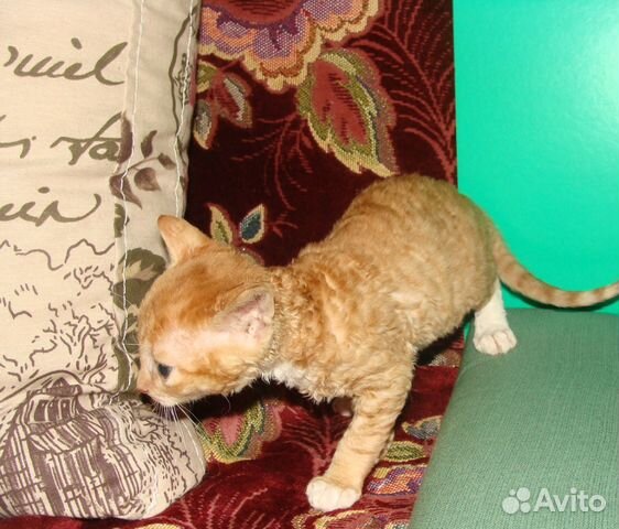 Уральский рекс красный Тюльпан