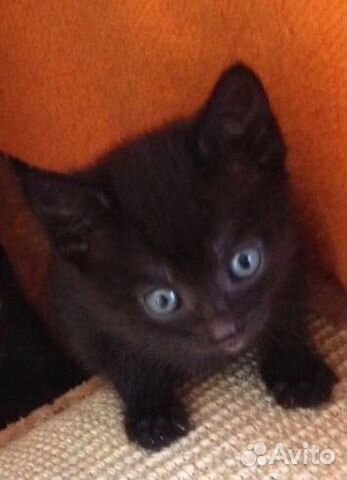 Чёрные, плюшевые котята в добрые руки