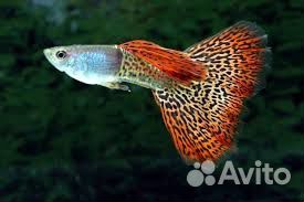 Живые рыбки