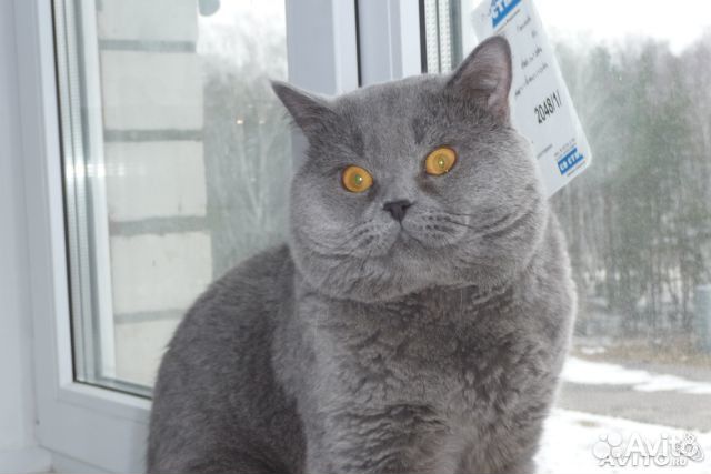 Кот для вязки
