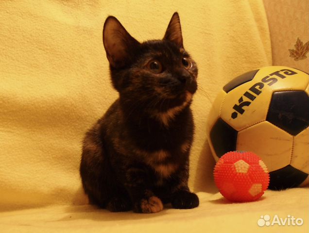 Котёнок пёстрый в дар