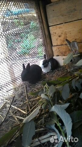 Кролики, крольчата, крольчихи