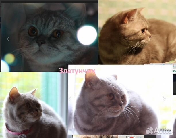 Нежно-персиковая золотая плюшечка