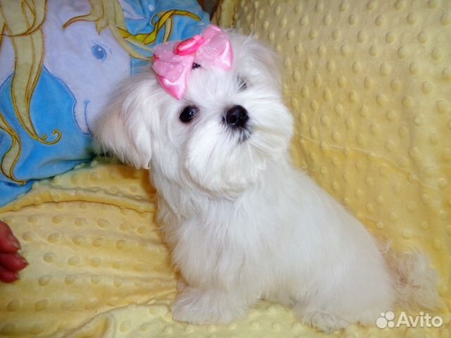 Мальтезе - это роскошь. Мини. РКФ