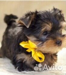 Йорики мальчуганы