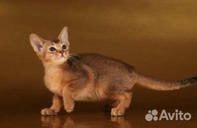 Афина и Арчи, ушастики дикого окраса