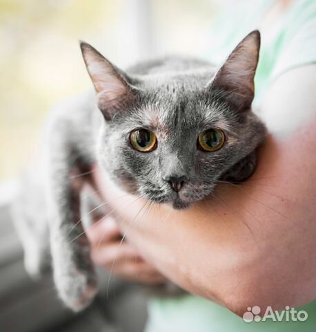 Кошечка Катюша