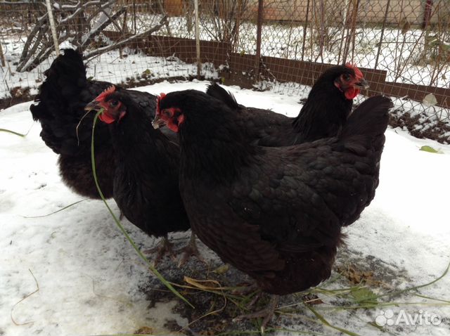 Куры Порода Джерсийский Гигант