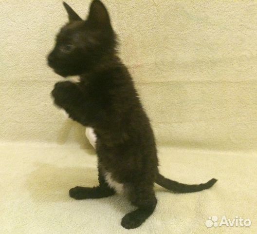 Знакомьтесь, Джо Блэк) Подарок для аллергиков