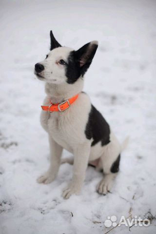 Лола, 3мес, знает команды В дар