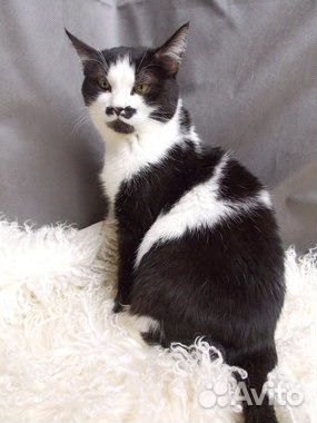 Кошка Ева, очень эксклюзивный окрас