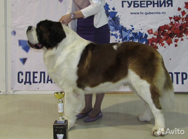 Вязка Сенбернар с родословной