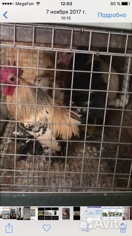 Петухи породы Мильфлер