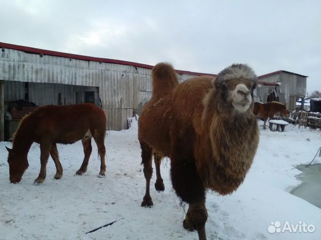 Продам верблюдов (пара)