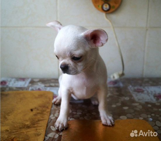 Красотка Соня