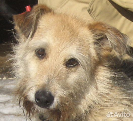 Дружок ищет дом