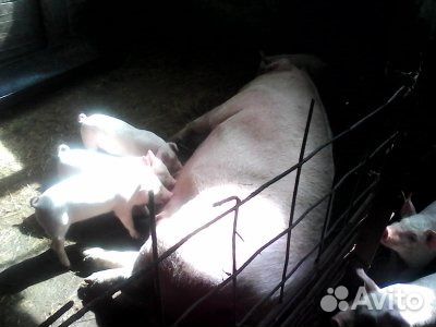 Порасята ландрас и см-1