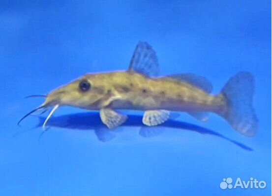 Жирафовый сом