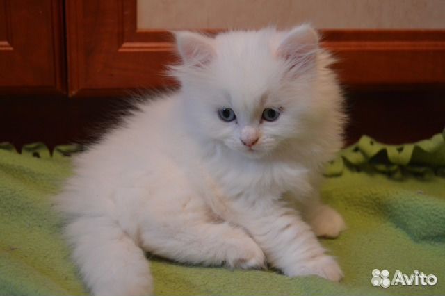 Белый и пушистый котенок
