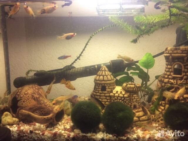 Рыбки моллинезии