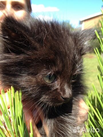 Котенок шоколадный очень пушистый в добрые руки