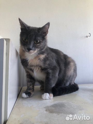 Кошечка Вишня