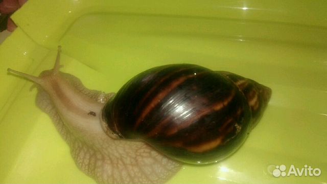 Улитки Ахатины