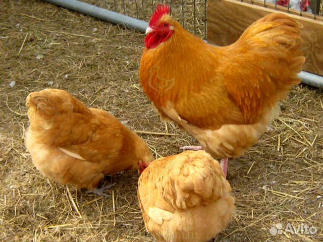 Курочки орпингтон и петух орпингтон