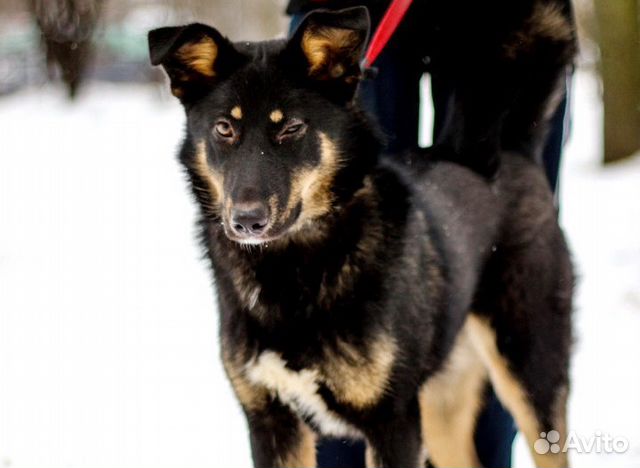 Ласковая добрая молоденькая собачка