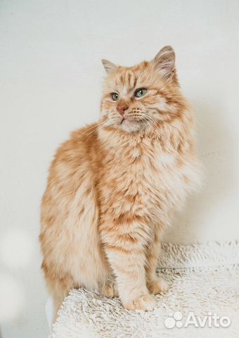 Рыжий, 4 года (из приюта)