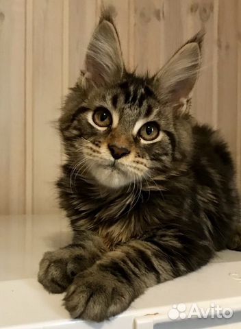 Мейн-кун котик Крупный Парень:)