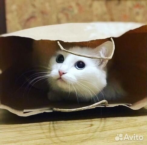 Добрая кошка